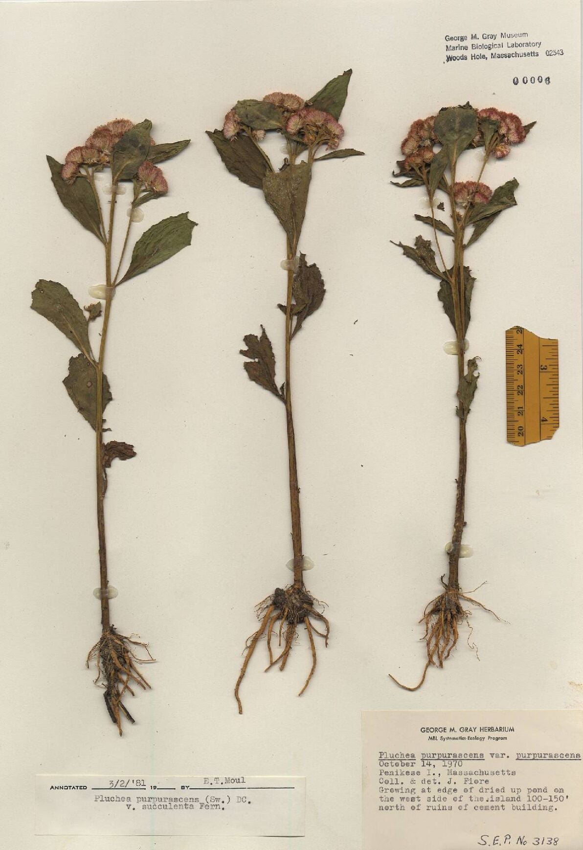 Penikese Island Celebrates 150 Years Of Botanical Surveys | Falmouth ...