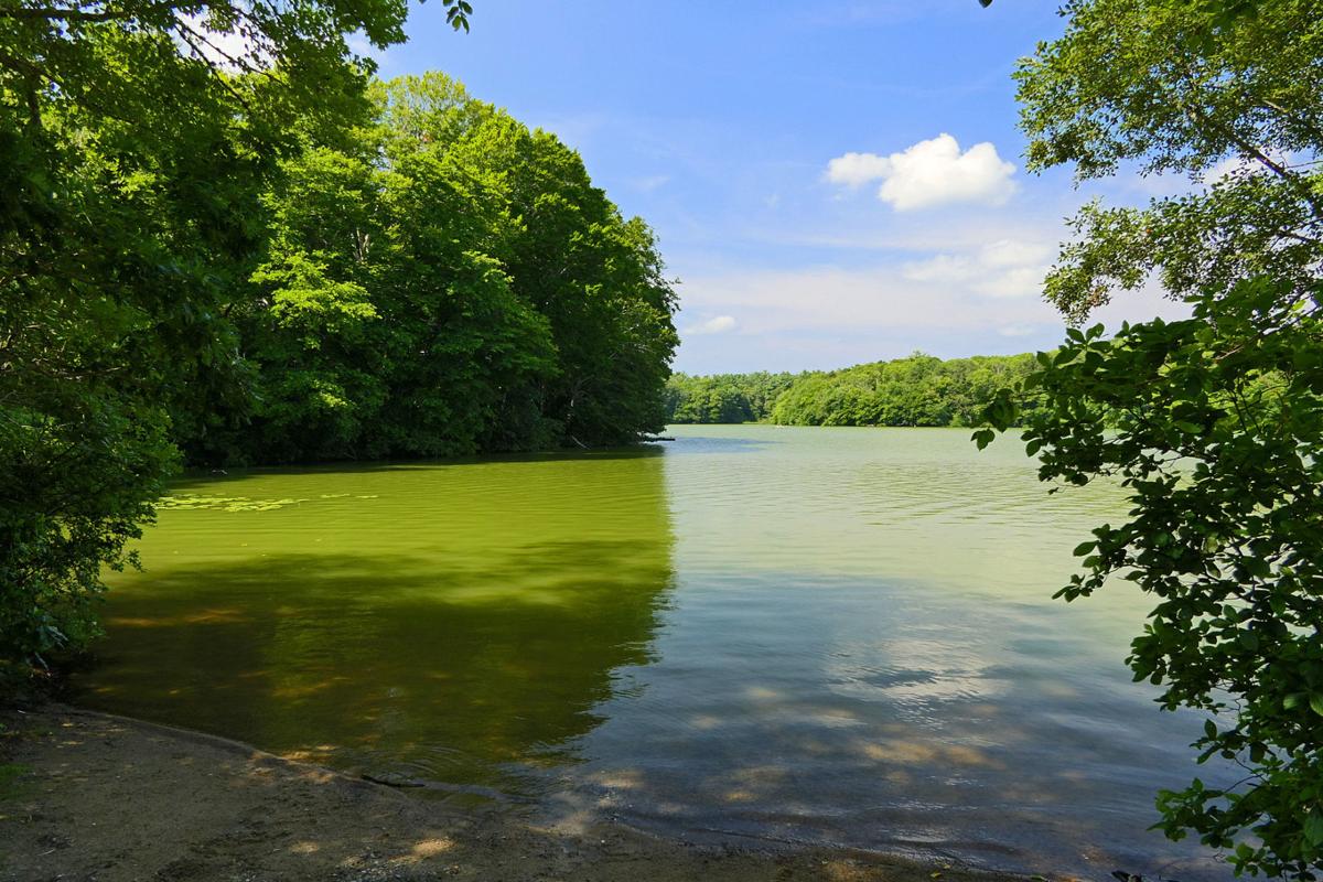 For Second Consecutive Summer, Bloom Returns To Santuit Pond | Mashpee ...
