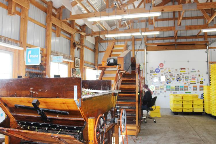 Sorting Dry Picked Cranberries Takes Time And A Sense Of Humor ...