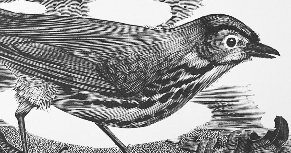 Illustrations By David Grose Will Be On View In Brewster | Arts ...