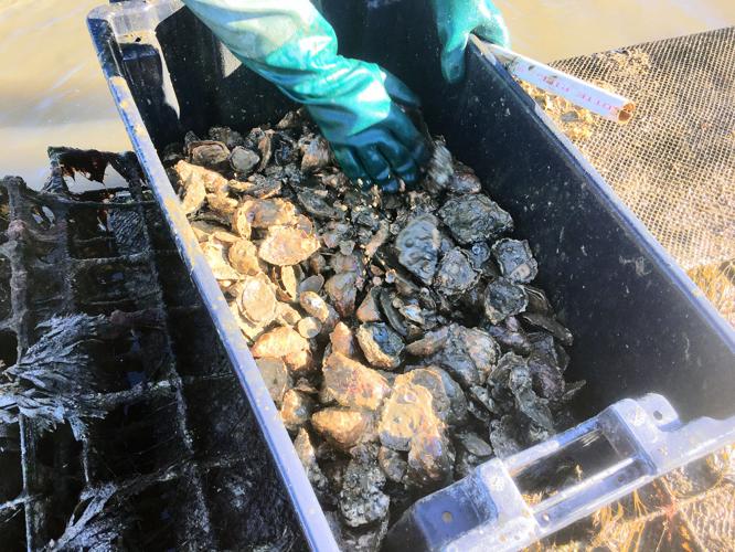 7,000 Oysters: A First-Person View Of Mashpee's Shellfish Operation ...