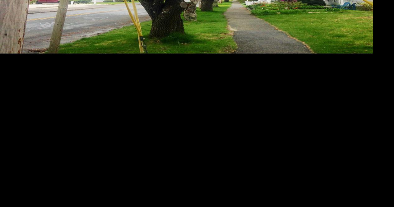 Sandwich Tree Watch - July 5, 2019 | Columns | capenews.net