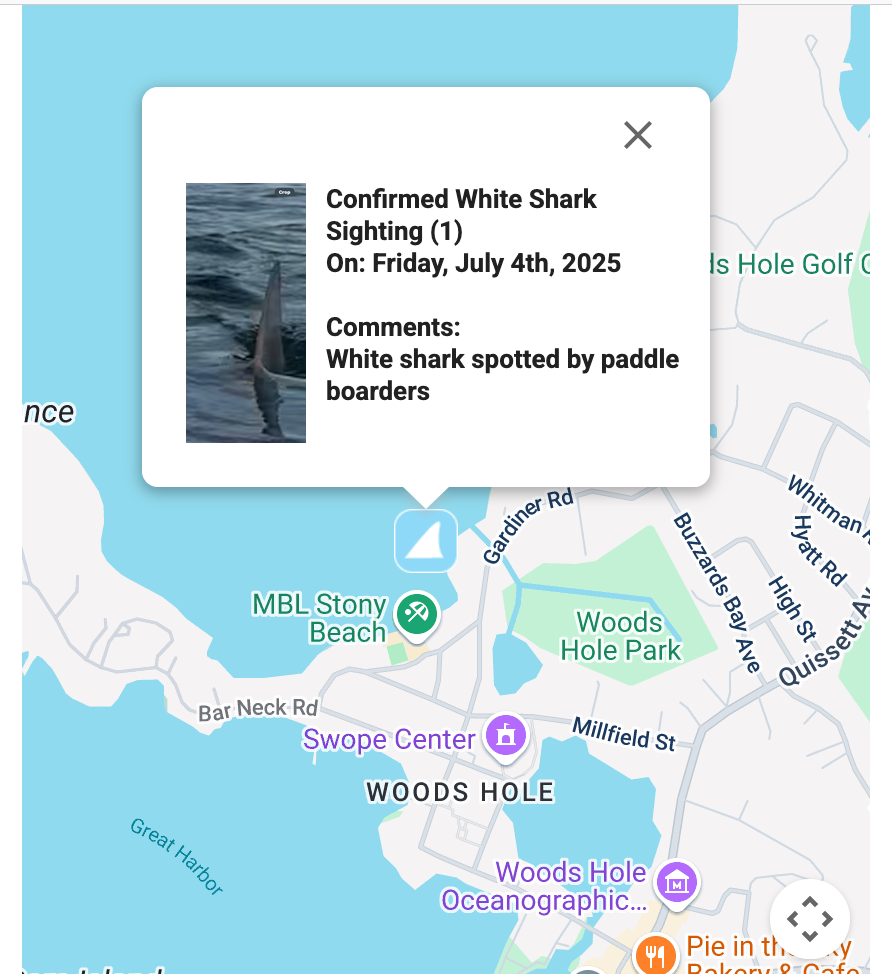 Paddleboarders Spot White Shark Off Stoney Beach | Falmouth News ...