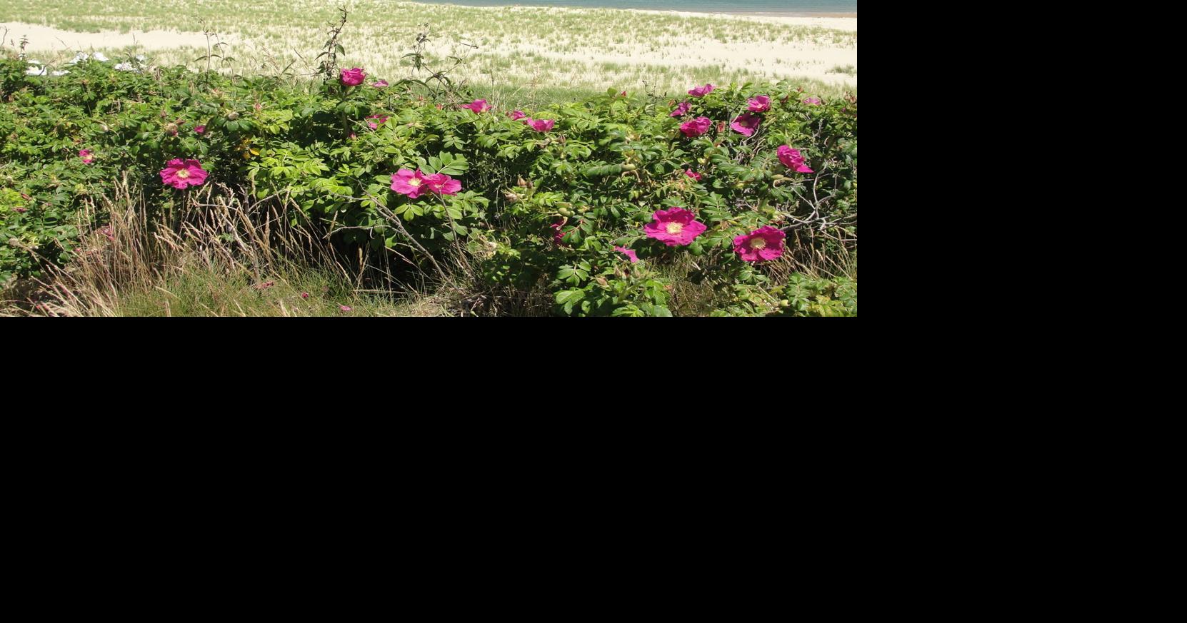 Weekly Nature Watch: Quintessential June On Cape Cod | Columns ...