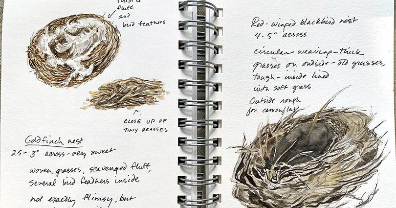 Nature Watch: The Nature Of Nests | Columns | capenews.net