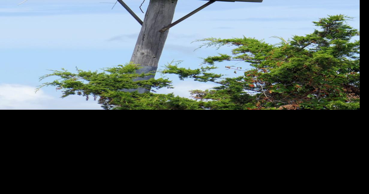 Osprey Project Enters Second Breeding Season In Falmouth | Falmouth ...
