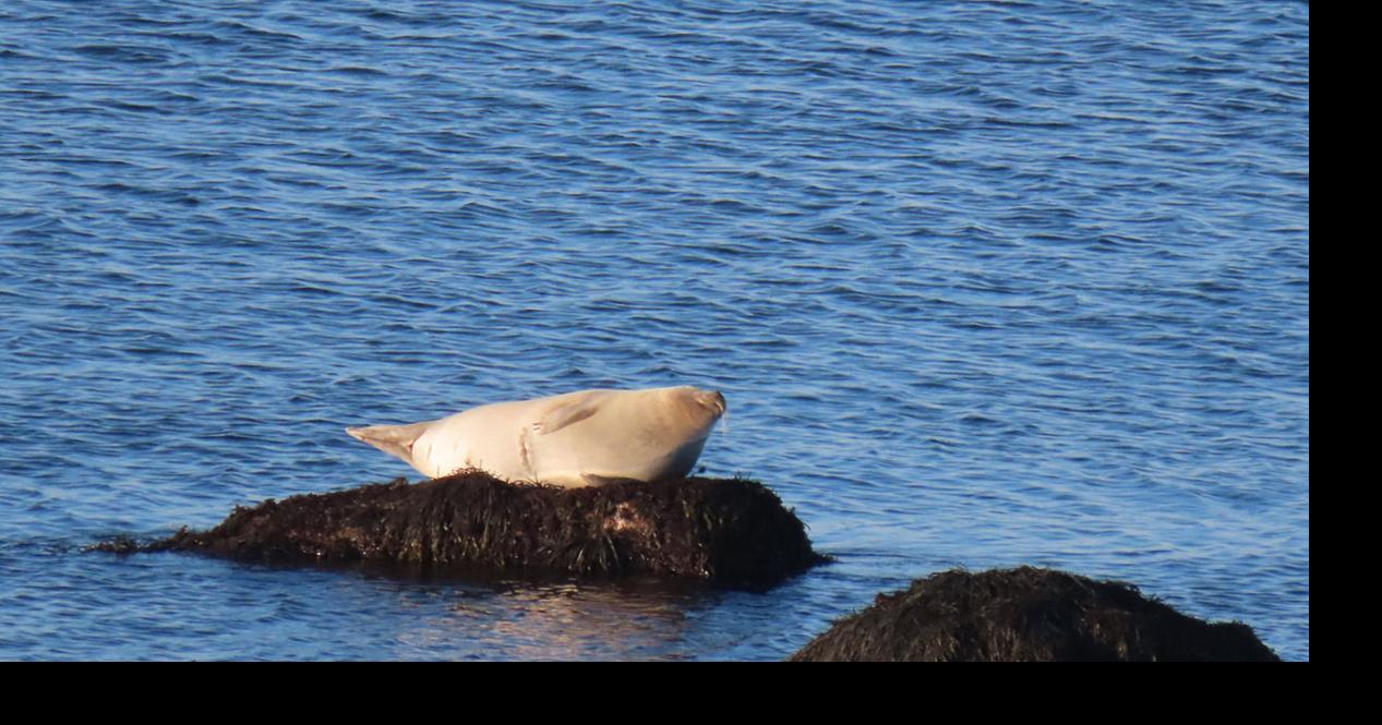 Weekly Nature Watch: What We Leave Behind | Columns | capenews.net
