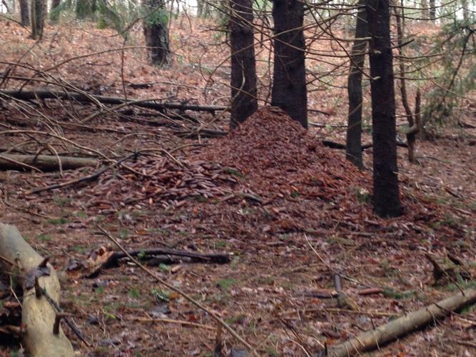 Weekly Nature Watch: Winter Woods Offer Delightful Discoveries ...