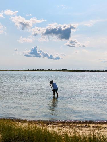 Quahogging The Bottom: Large Clams Cramping Mashpee Shellfish ...