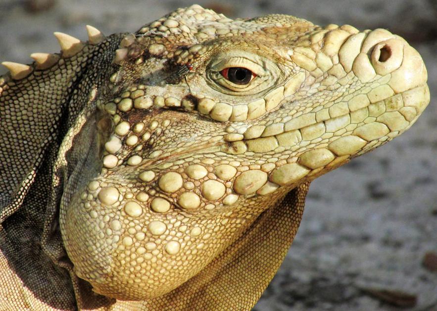 Wildlife Of Cayman Islands Subject Of Travel Talk | Arts ...