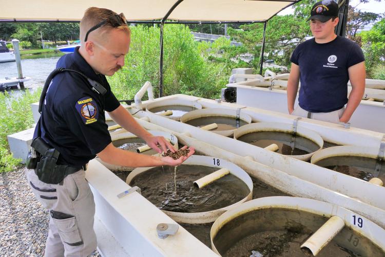 Mashpee Shellfish Warden Looks To Reenvision Aquaculture Program ...