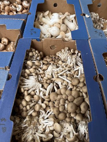 Gourmets & Good Eaters: Julia Child And Mushrooms | Columns | capenews.net