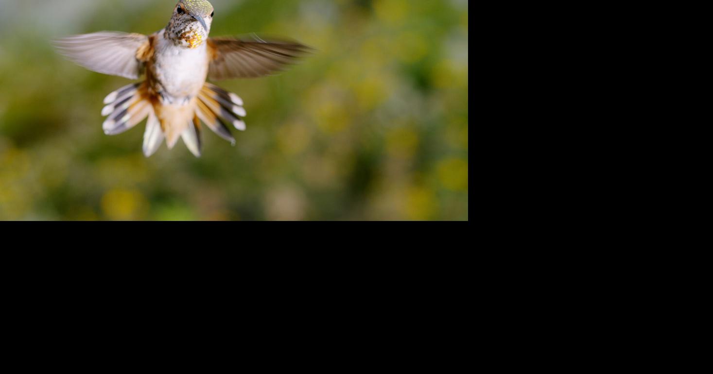 Hummingbird Documentary ‘Every Little Thing’ To Screen In Woods Hole ...