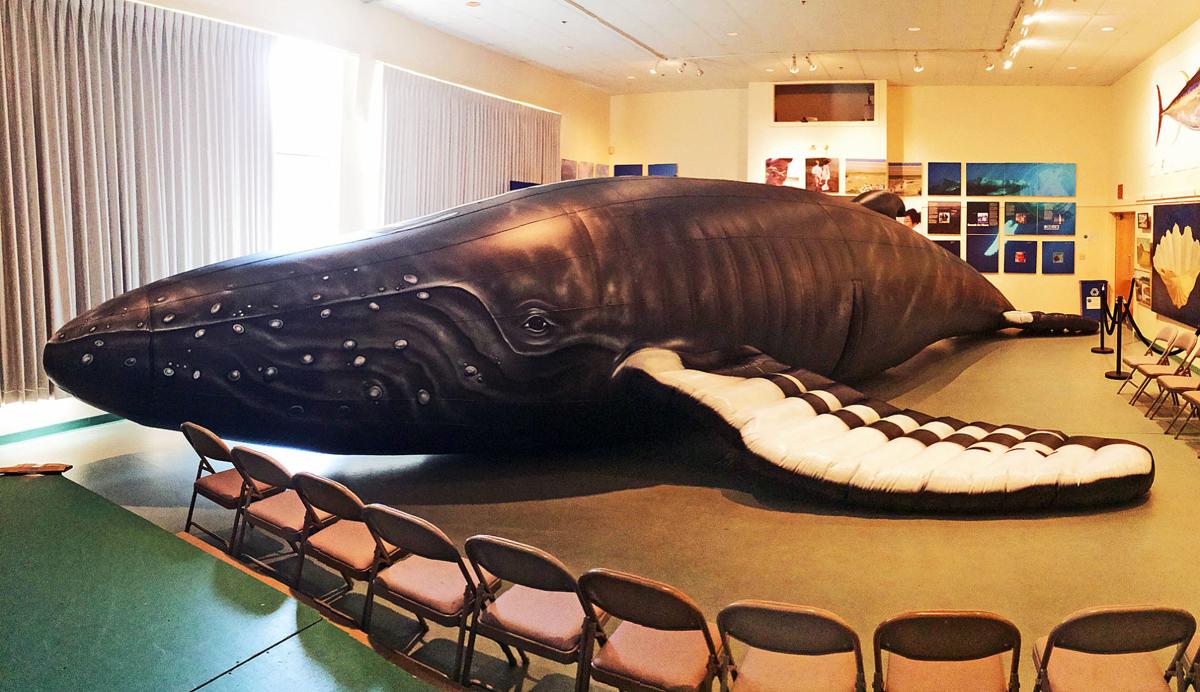 Inflatable Whales At Natural History Museum | Arts & Entertainment ...