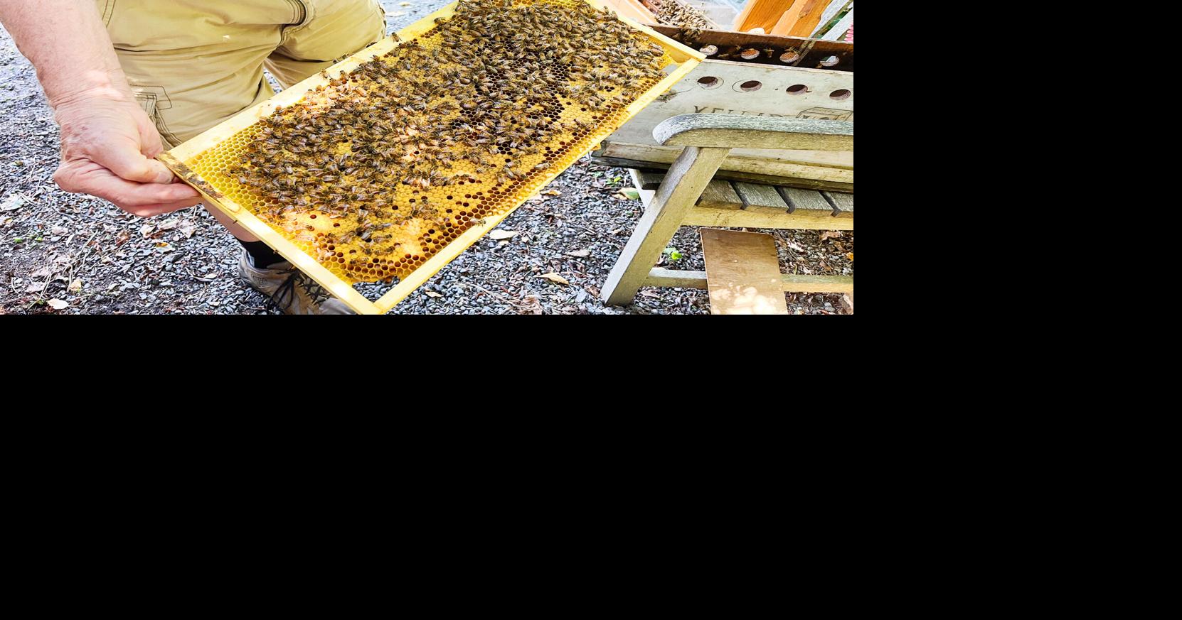 Museum Will Host Beekeeping Talk | Arts & Entertainment | capenews.net