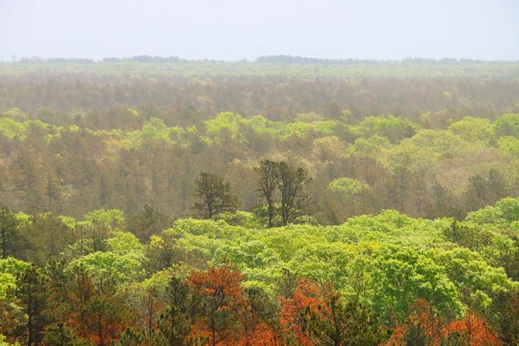 The Week In Photos - May 27, 2022 | Photography | capenews.net