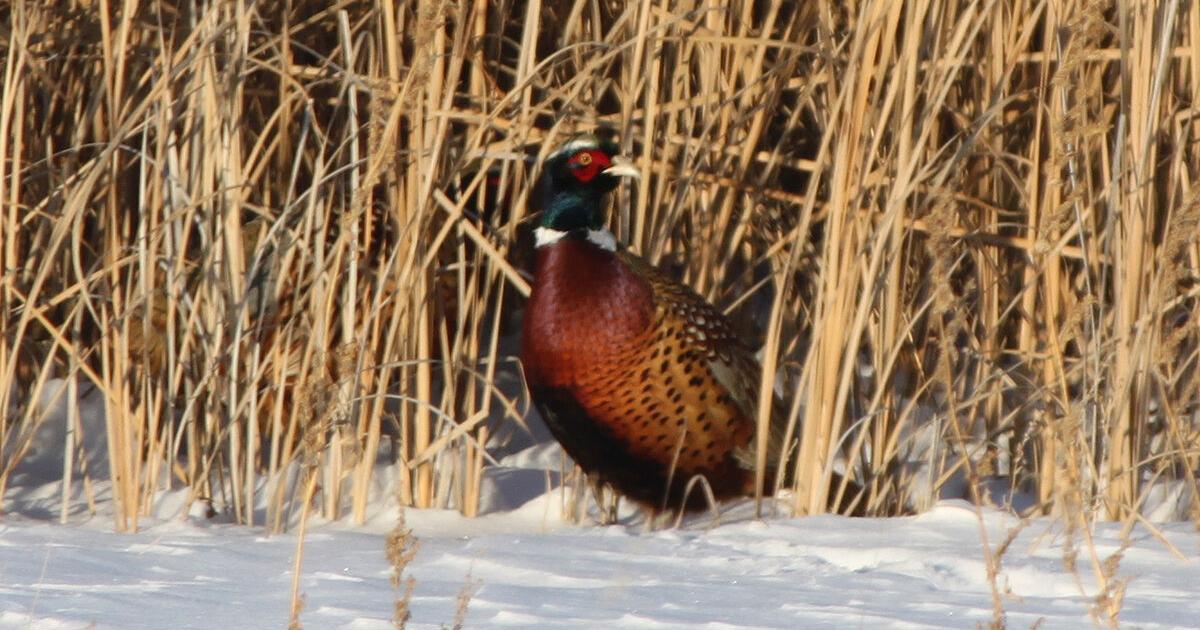 The Habitat Lessons of an Immigrant Bird | News | capjournal.com