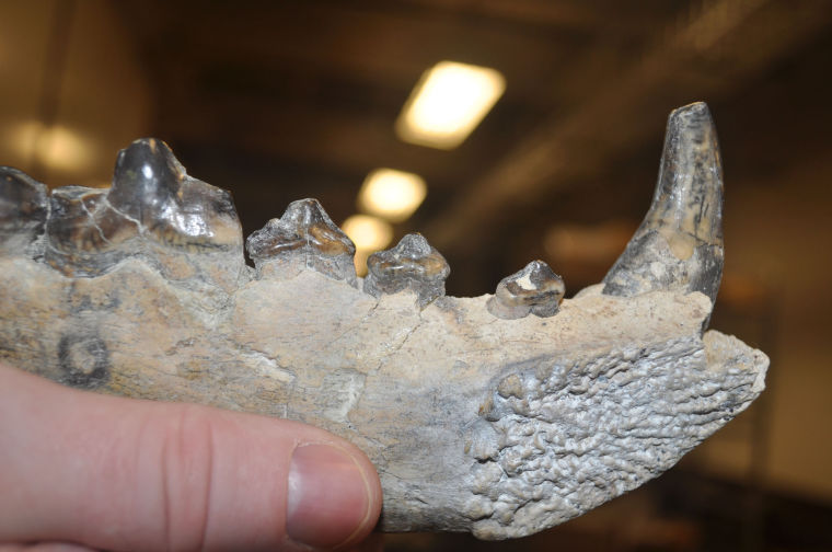 Welcome to Jurassic Cretaceous Oligocene Park | Local News Stories ...