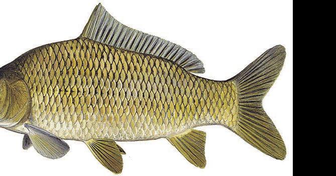 Carp die-off at Lake Francis Case | CapJournal Bureau | capjournal.com