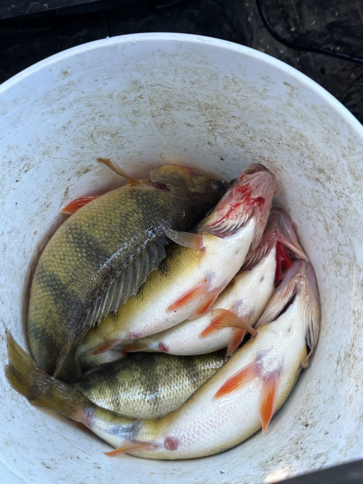 The Peluso Report: Fast Moving Perch | News | capjournal.com