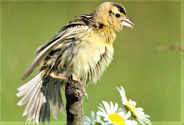 Bobolink - bird of the week | Community | capjournal.com