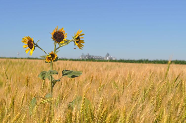 ‘Weird year for wheat’ as producers, wheat crop respond to 2012 | News ...