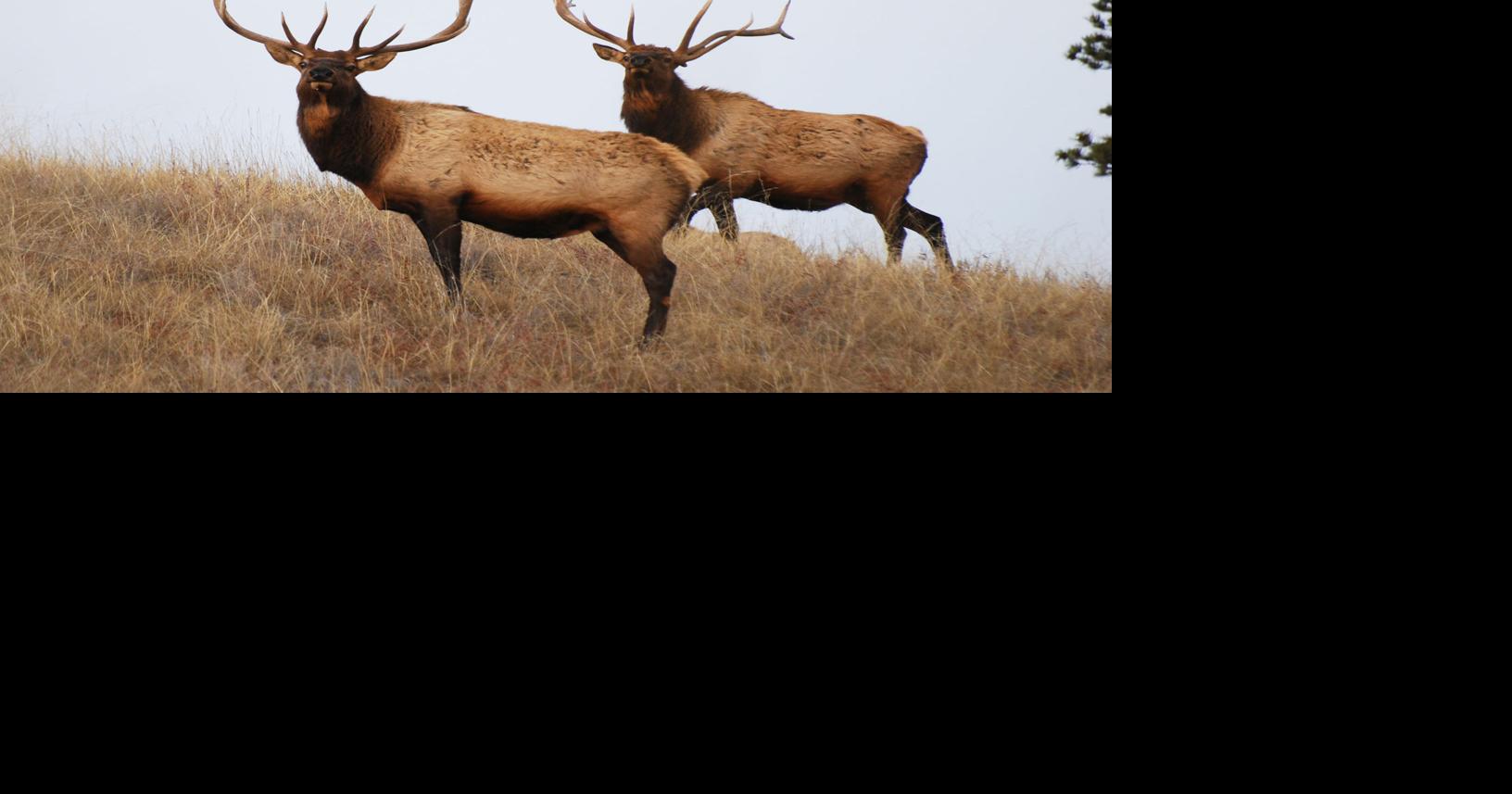 Elk bugling programs offered at Wind Cave National Park | News | capjournal.com