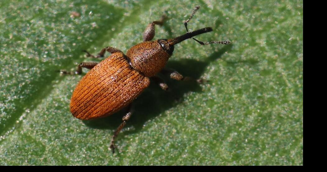 A powerful tool in red sunflower seed weevil management | News ...