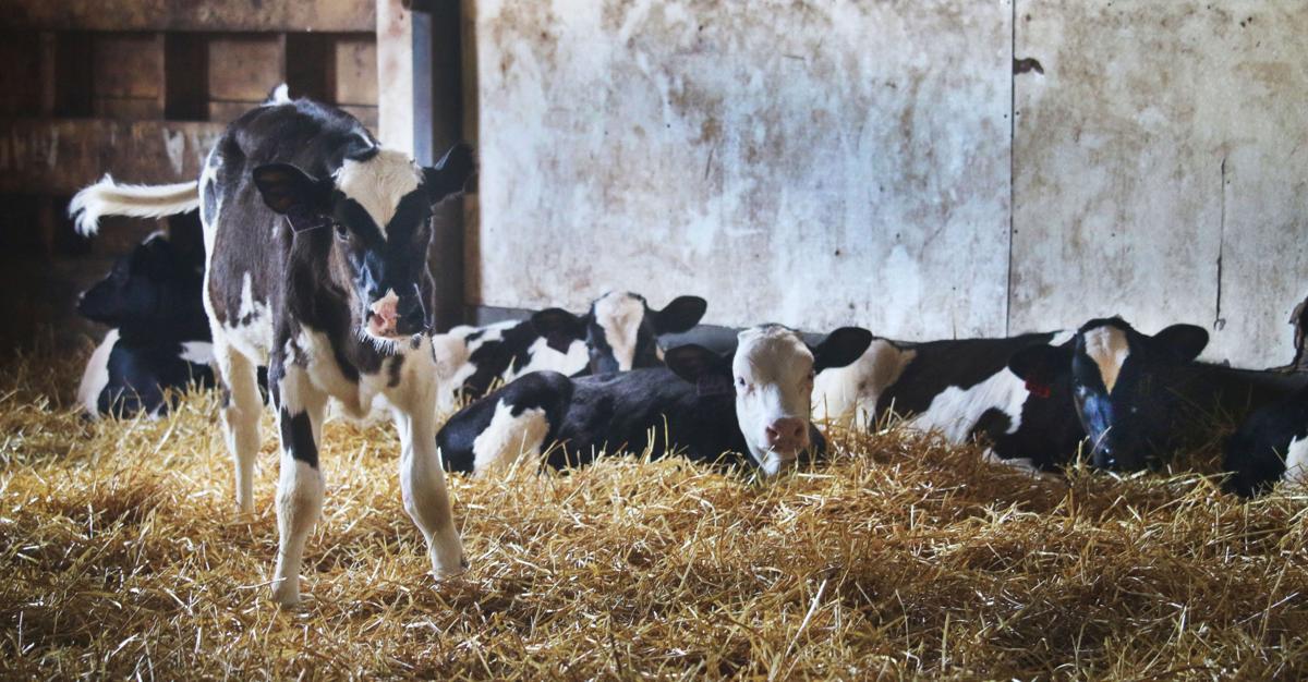 Spink Colony in SD works to double milk returns by making cheese ...