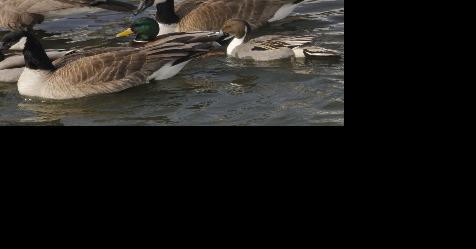 USFWS survey: Despite declines, duck numbers are still historically ...