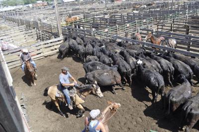 Lots of cattle, calves going to feedlots, including those from record ...