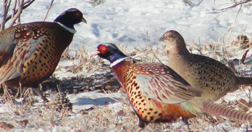 State officials euthanize 85K birds amid avian flu outbreak | News ...