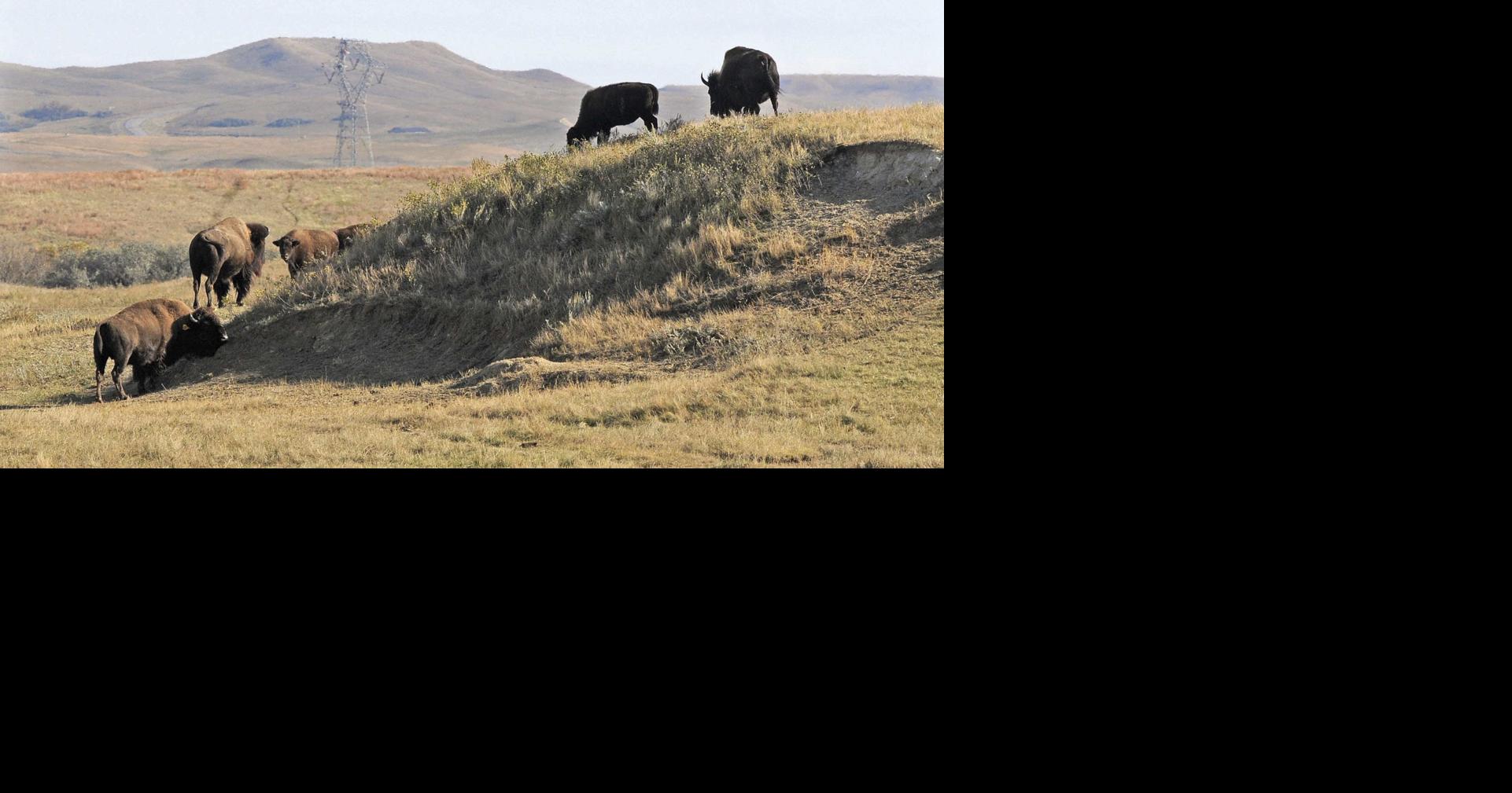 ND buffalo rancher admits killing 6 SD bald eagles with prairie dog ...