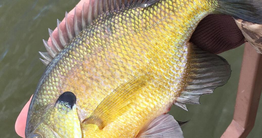 Best Tips for Bigger Bluegills | News | capjournal.com