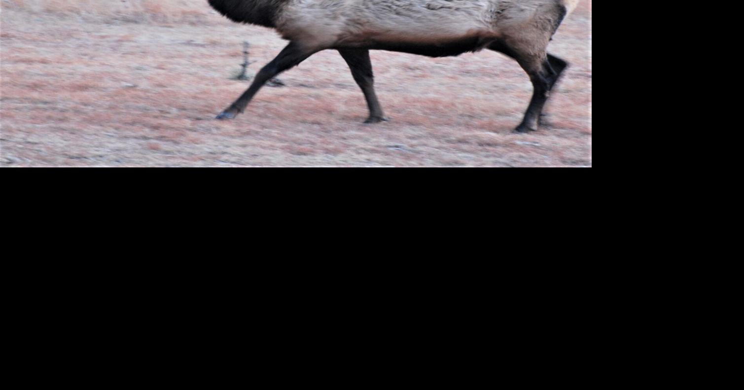 Elk bugling programs offered at Wind Cave National Park | News | capjournal.com