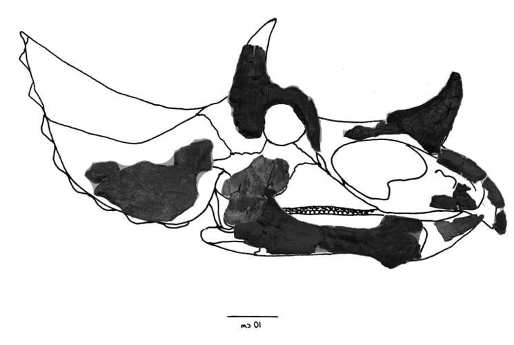 Dakota dinosaurs | Gallery | capjournal.com