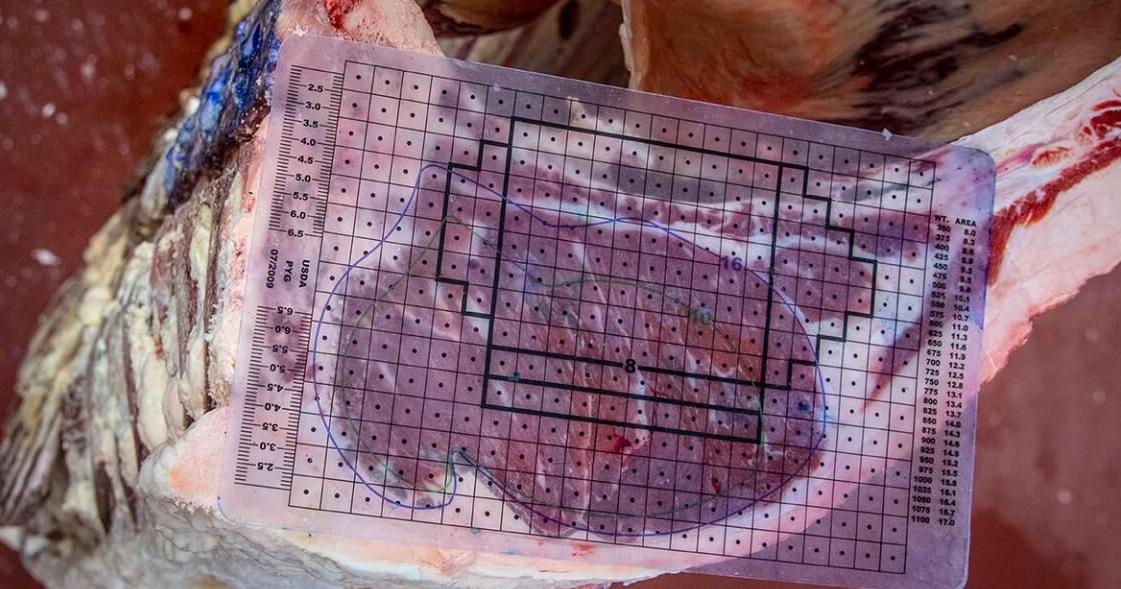 Beef carcass yield grade meanings, calculations | Community ...