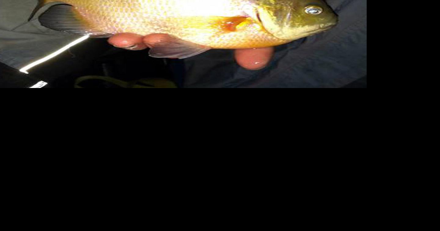 Ice More Bluegills This Winter | News | capjournal.com