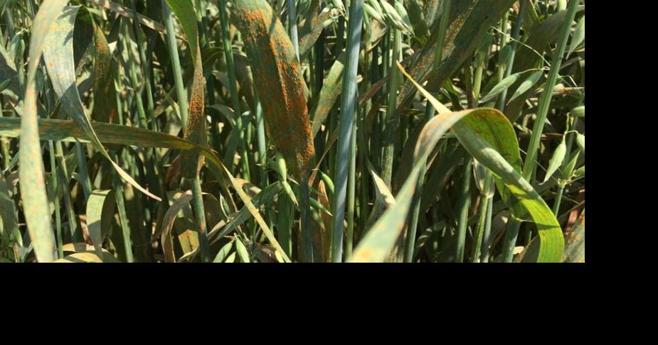 Crown rust of oats | Community | capjournal.com