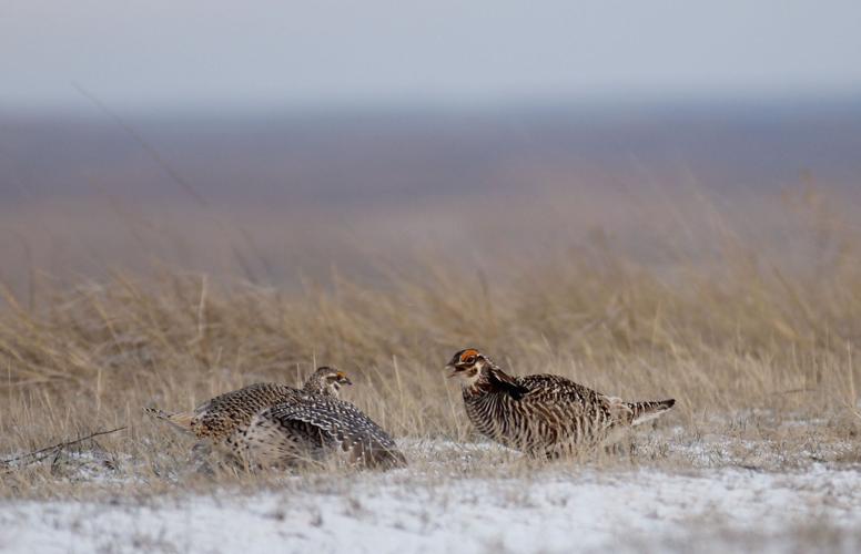 New maps show SD’s grouse habitat | CapJournal Bureau | capjournal.com