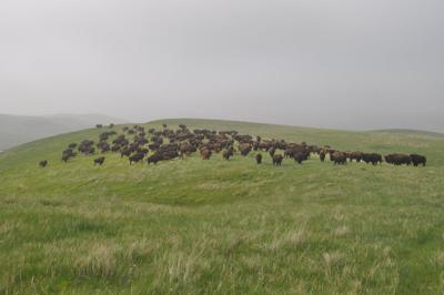 Famed Triple U ranch sale could be $40 million deal | News | capjournal.com
