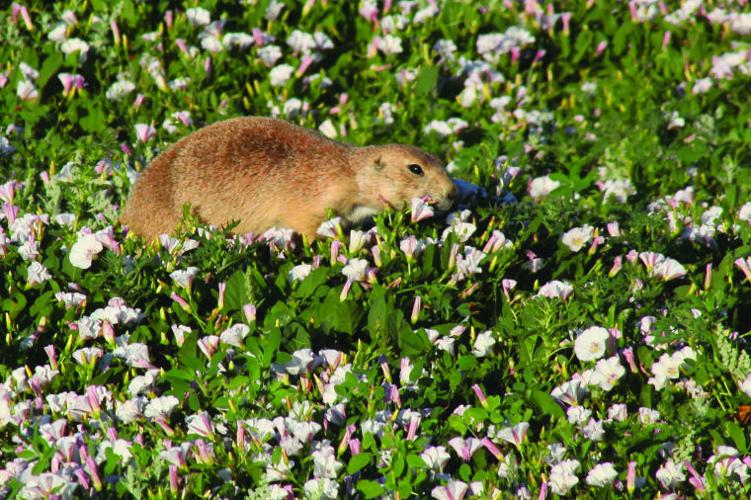 Plague taking toll on Great Plains prairie dogs | News | capjournal.com