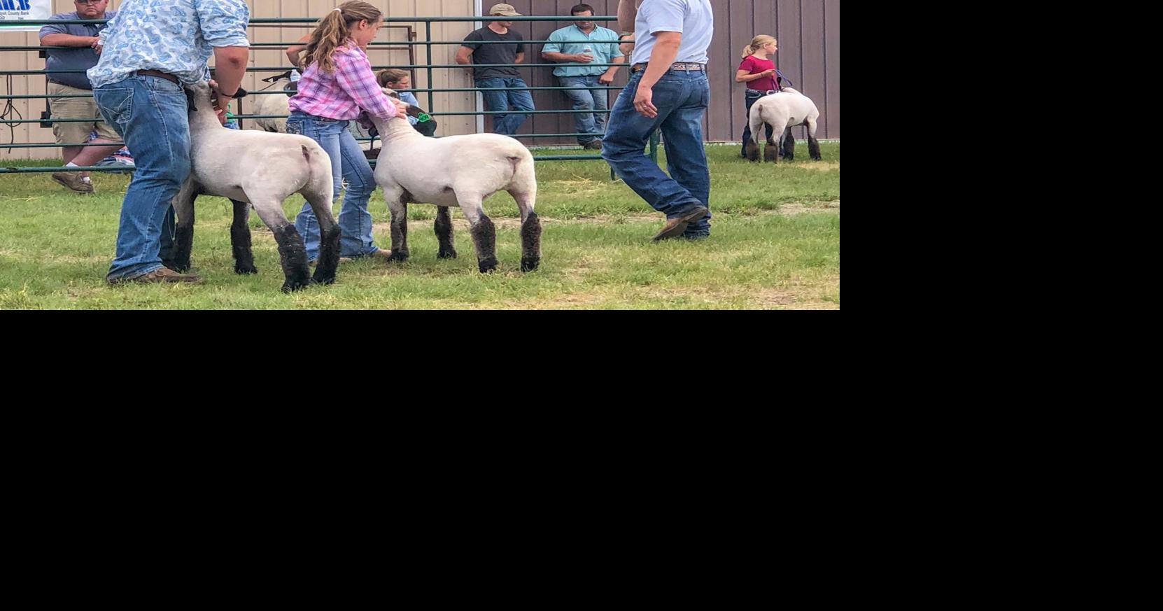 An unexpected ending for 4-H sheep project | News | capjournal.com