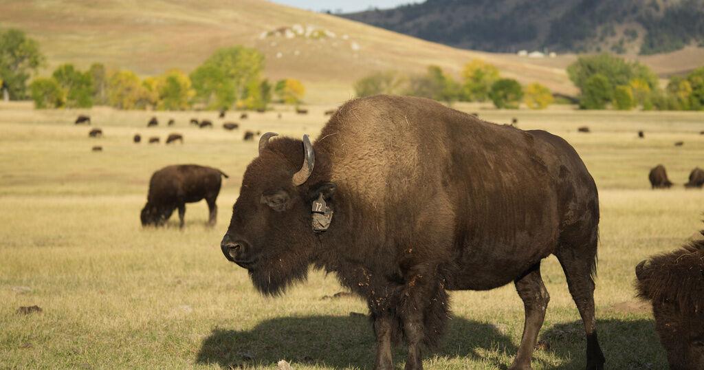 County hears plans to build largest buffalo processor in state | News ...