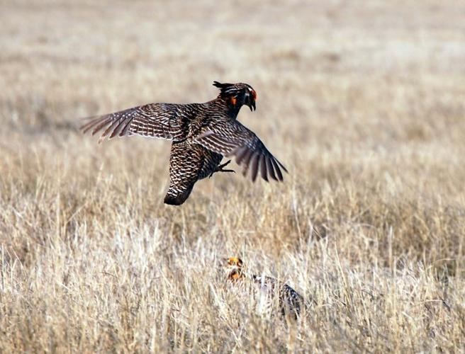 Grouse viewing blinds available | Community | capjournal.com
