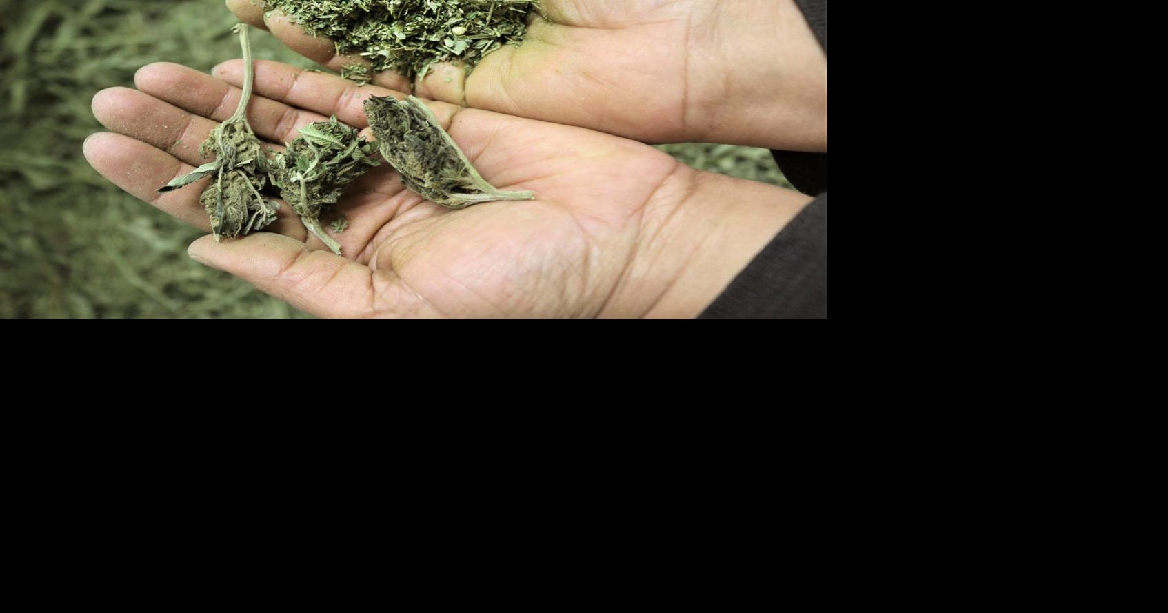 USDA approves Turtle Mountain Band of Chippewa Indians Hemp Plan | News ...