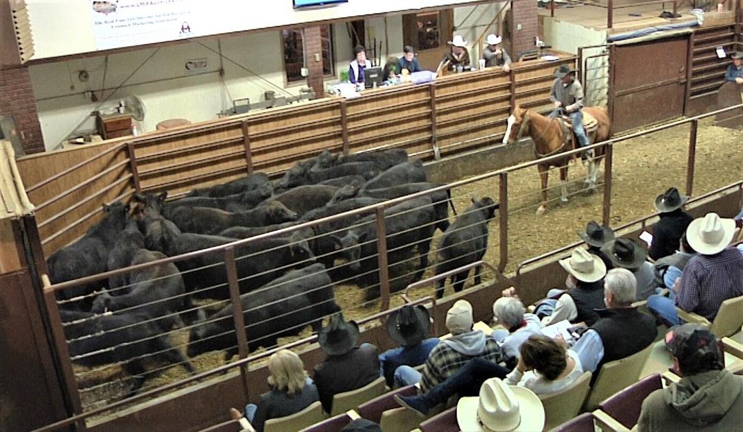 Hundreds of thousands of cattle will be sold at livestock auction barns ...