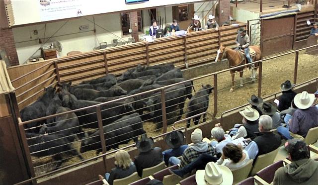 Hundreds of thousands of cattle will be sold at livestock auction barns | News | capjournal.com