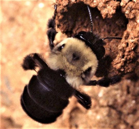 Reap the value of beneficial insects through soil health | Community ...