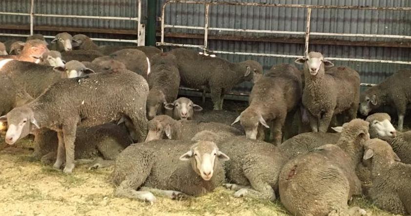 Will the new year bring higher prices for cull ewes? | News ...